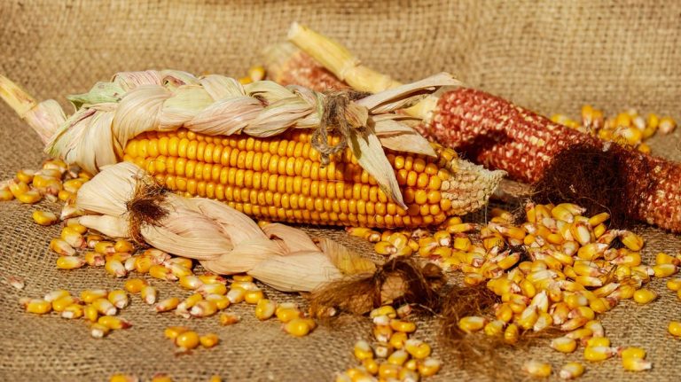 Why Is It Called Cornhole? The History of Cornhole | Recreation Insider